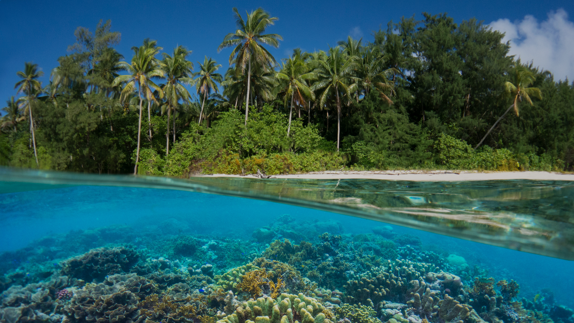 Homepage Pacific Trade Invest